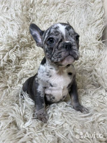 Французский бульдог зенок