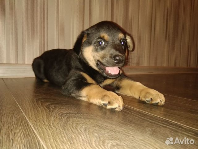 Изумительный малыш в добрый дом