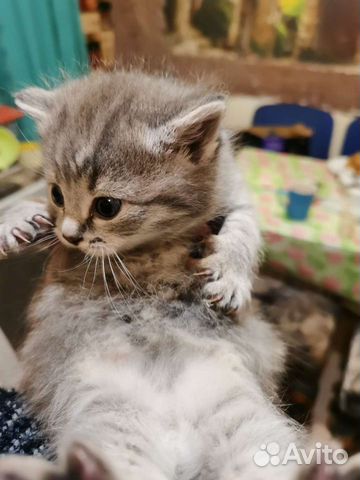 Кошки