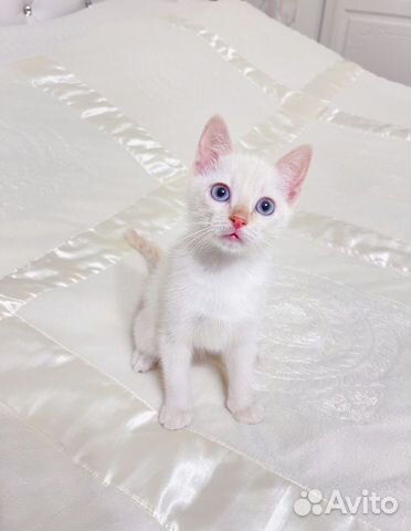 Тайский золотой котенок