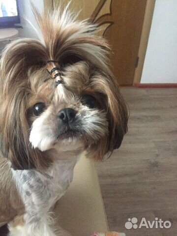 Ши-тцу продается очень красивая девочька шытцу с п