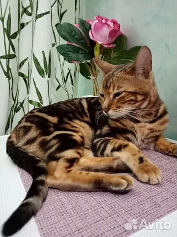 Бенгальские кот и кошка