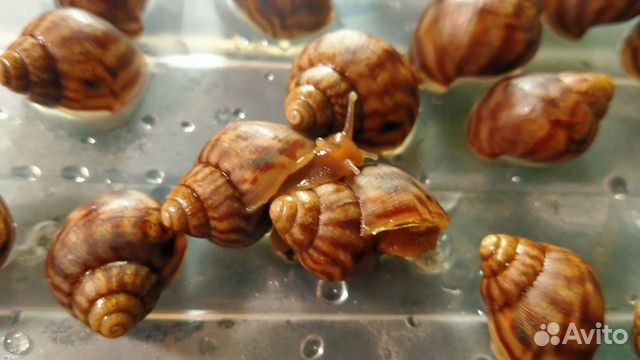 Улитка Ахатин