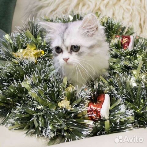 Котята Манчкин