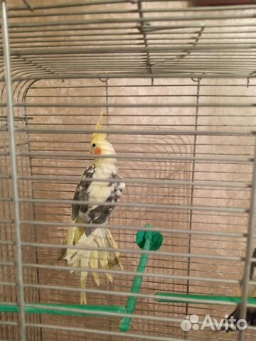 Пара попугаев Карелла