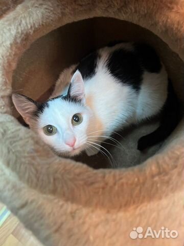 Кошечка Рокси 1,5 года