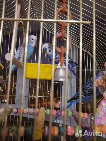 Волнистый попугай с клеткой