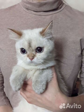 Золотая шиншилла поинт