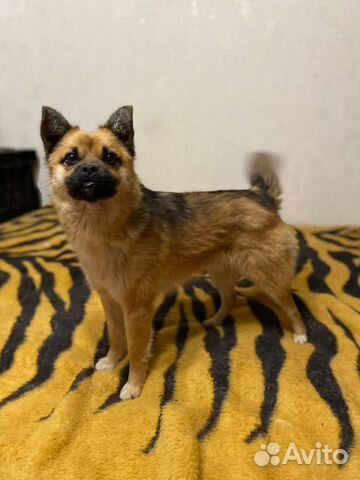 Ищет дом мелкий пёсик Кекс