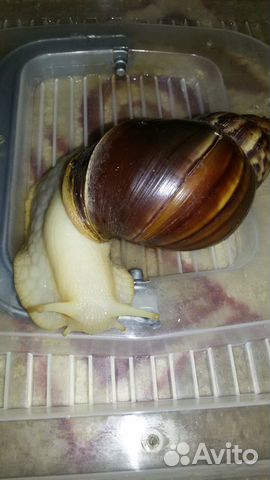 Улитка Ахатина