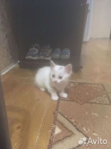 Кошка в дар