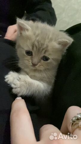 Шотландские котята