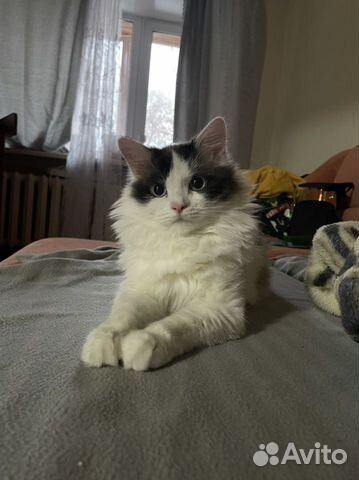 Вязка невская маскарадная, рег долл