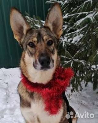 Метис овчарки