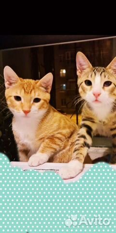 Котики