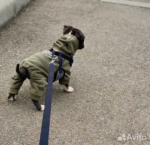 Питбультерьер