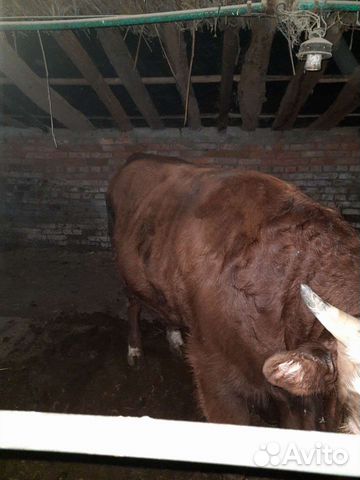 Быки на мясо