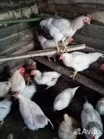 Петухи породы доминант