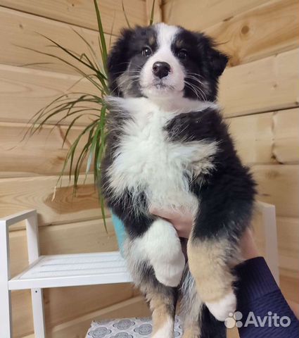 Мальчик Бордер Колли