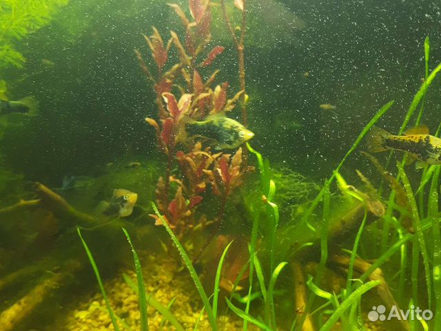 Аквариумные рыбки