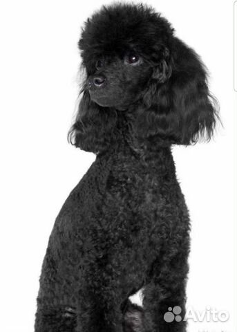 Той-пудель вязка