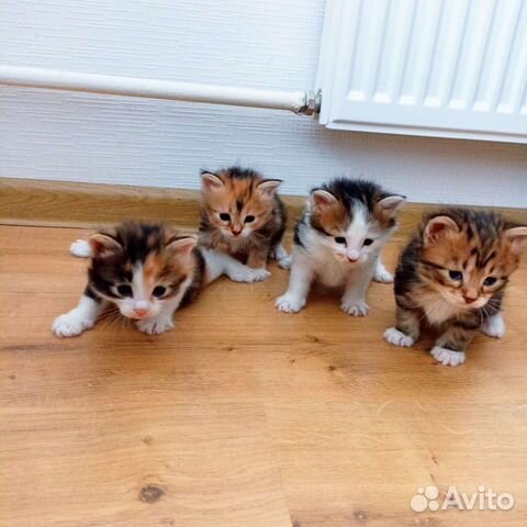 Котята курильский бобтейл