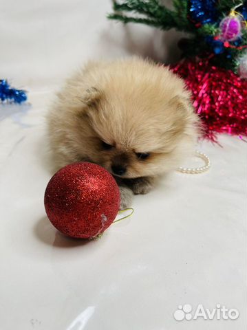 Доставка щенка Москва-Санкт-Петербург