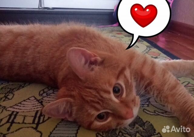 Кот/кошка в добрые руки бесплатно