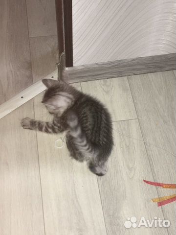Британский котенок вискас