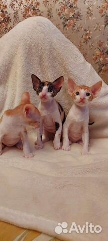 Изумительные котята корниш рекса