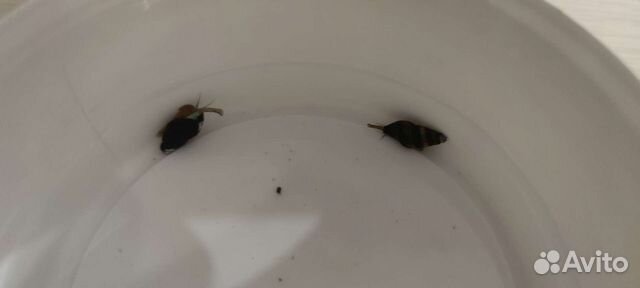 Улитка хелена