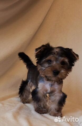 Йоркширский терьер удивительный щенок