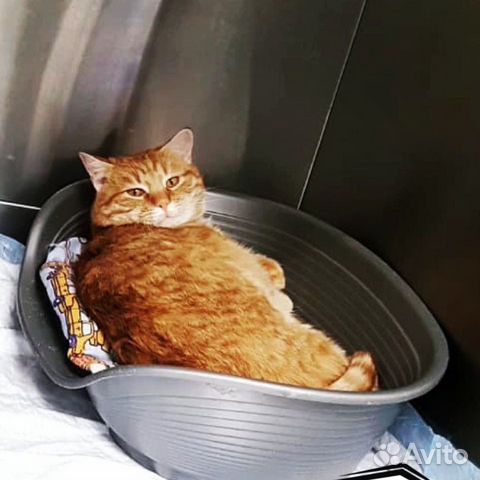 Рыжий котенок