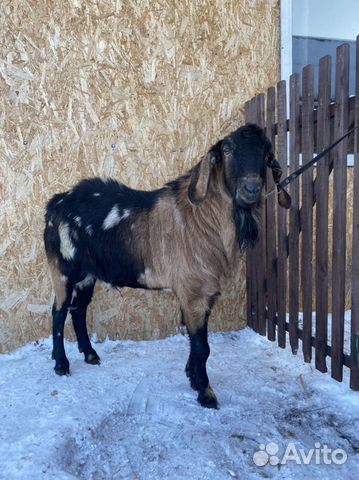 Нубийский взрослый козел