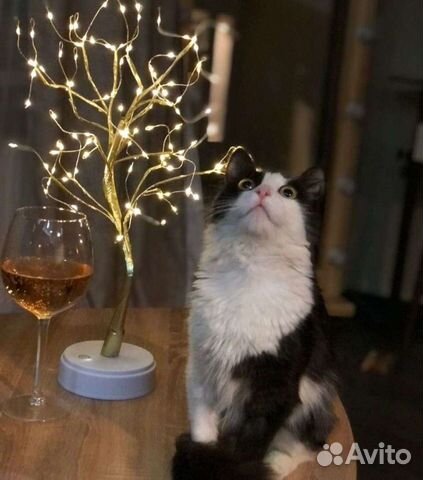 Кошка молодая бесплатно