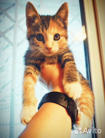 Чудесные котята