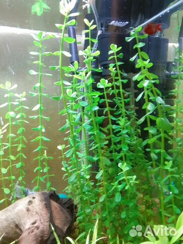 Аквариумные растения