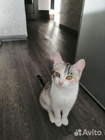 Кошкa в добрые руки бесплатно