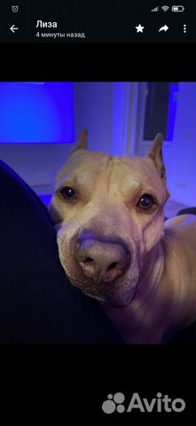 Американский Питбуль с регалиями