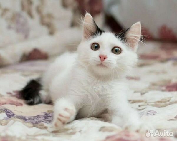 Котёнок плюшевая Зайка