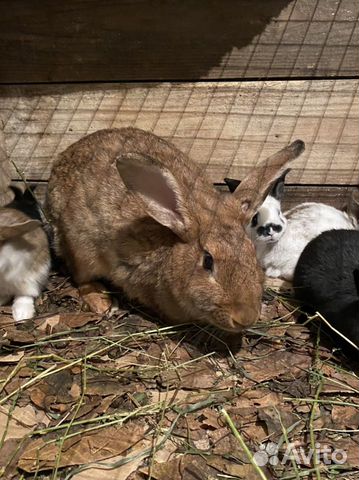 Покрытая крольчиха