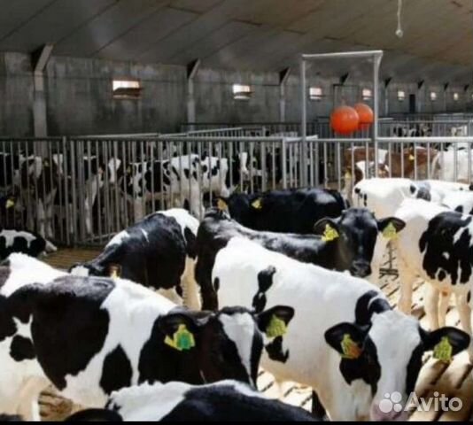 Бычки и телочки