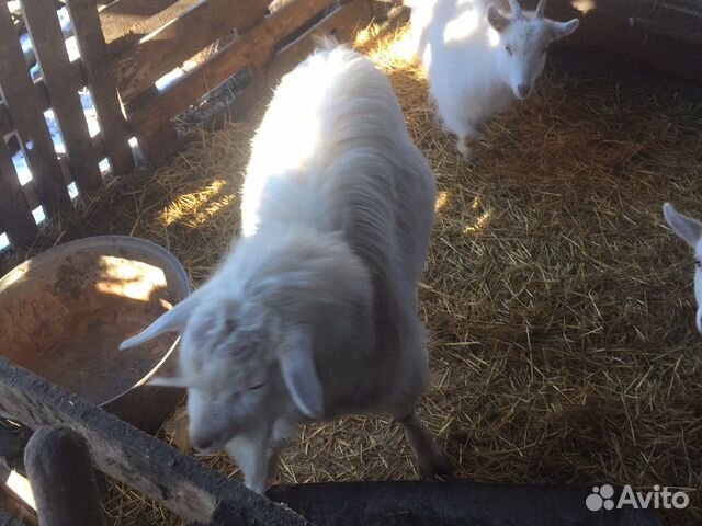 Козел и козачки котные 2 штуки