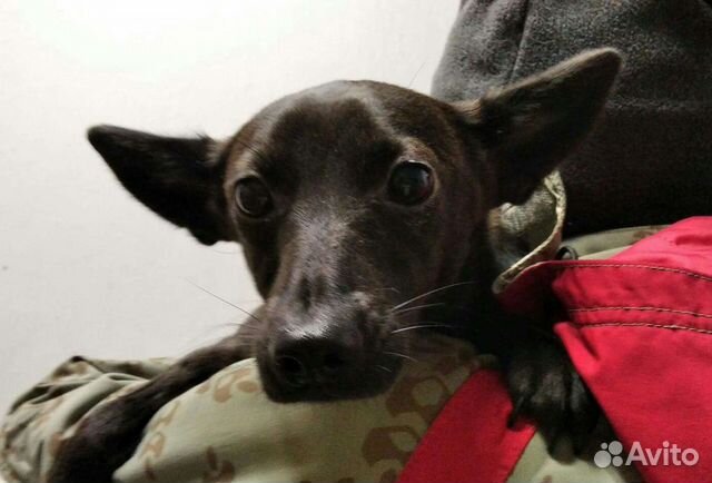 Малыш Маффи ждет своего человека