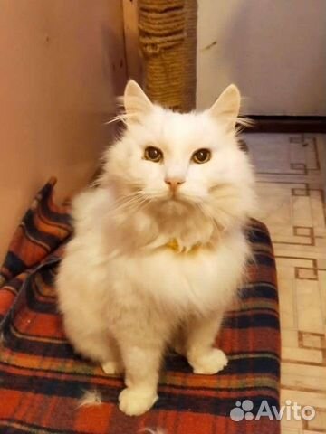 Белый котик