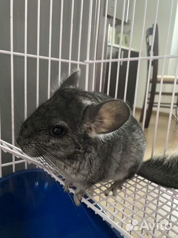 Шиншилла с клеткой