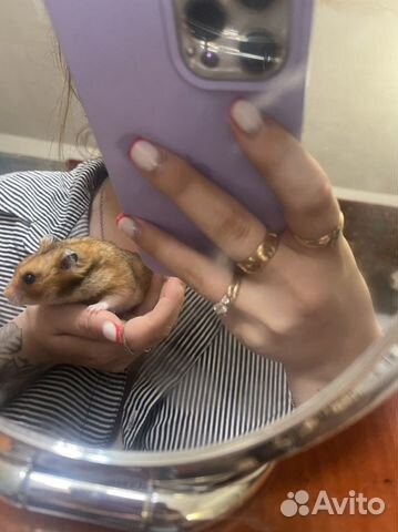 Сирийский хомяк