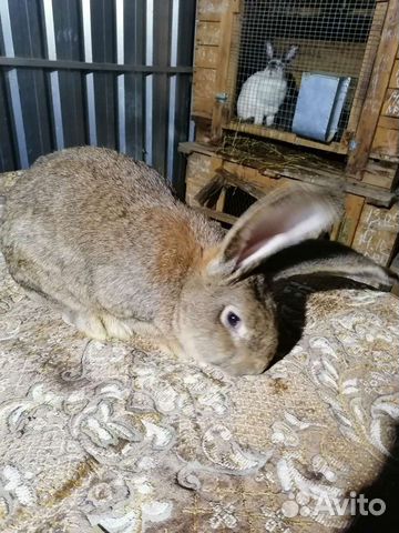 Кролики серый великан