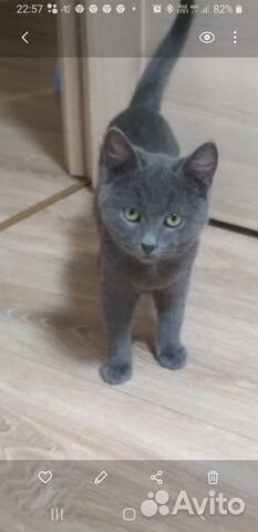 Серый котенок в добрые руки