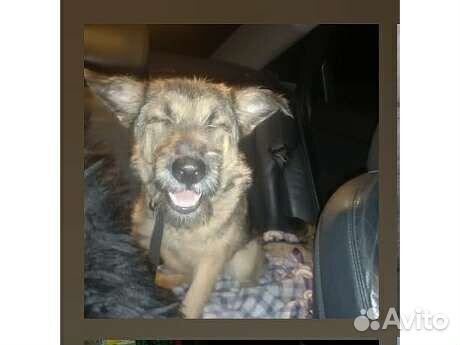 Щенок девочка стерилизована 8 месяцев